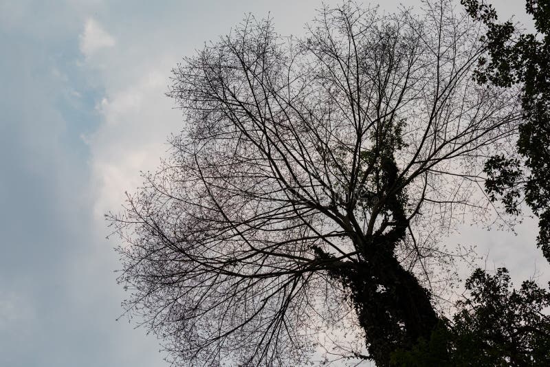 Shadow Big Tree in Tropical Forest,KamphaengPhet. Stock Photo - Image ...
