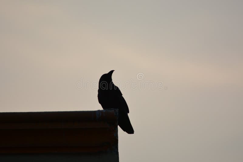 Shadow Bird stock image. Image of shadow, high, bird - 134959971