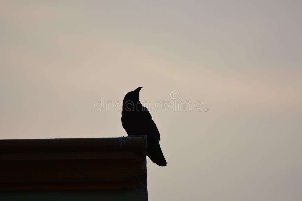 Shadow Bird stock image. Image of shadow, high, bird - 134959971