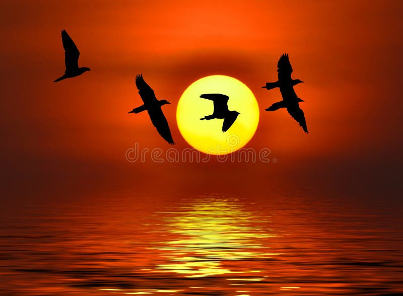 Shadow of an bird stock image. Image of beam, nature - 44685217