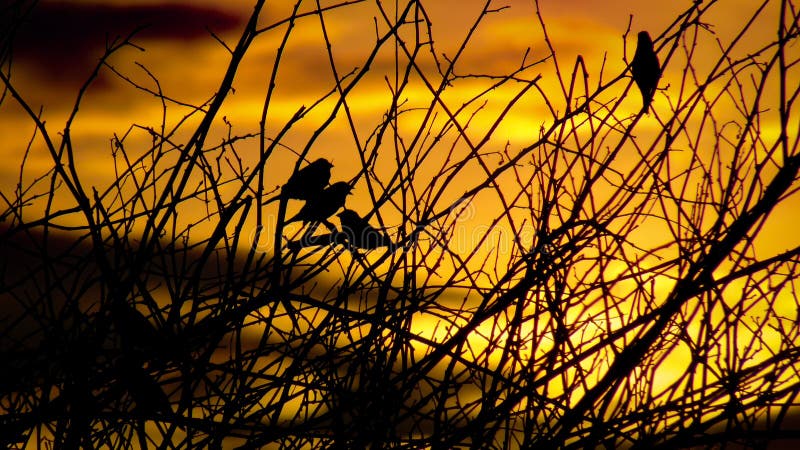 Shadow of Birds and Twigs in the Twilight Sky Stock Image - Image of ...