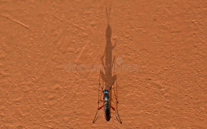 The insect with its shadow stock image. Image of shadow - 190887745