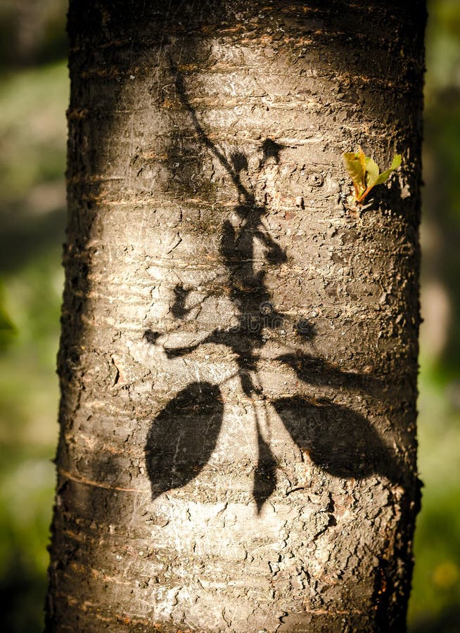 Shadow of Blossoming Cherry Branch Stock Photo - Image of pink, fresh ...