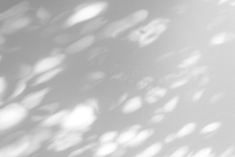 Shadow Blur of the Leaves on White Wall Abstract Background Stock Photo ...