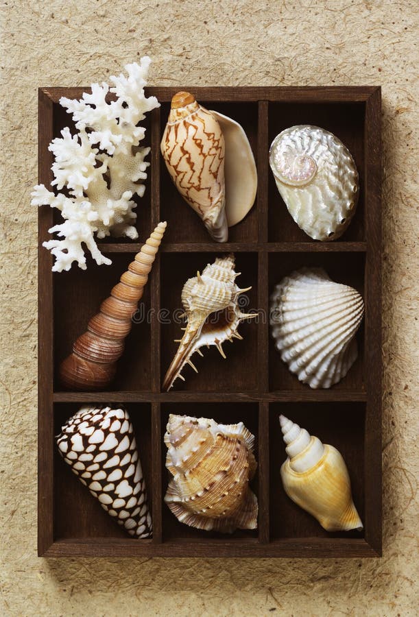 Many Various Shells and Stones in the Wooden Box Stock Image - Image of ...