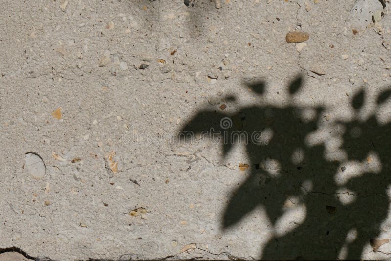 The Shadow of a Branch on the Wall Stock Photo - Image of silhouette ...