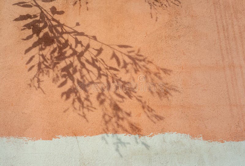 Shadow of a Branch with Leaves on a Painted Wall Stock Photo - Image of ...