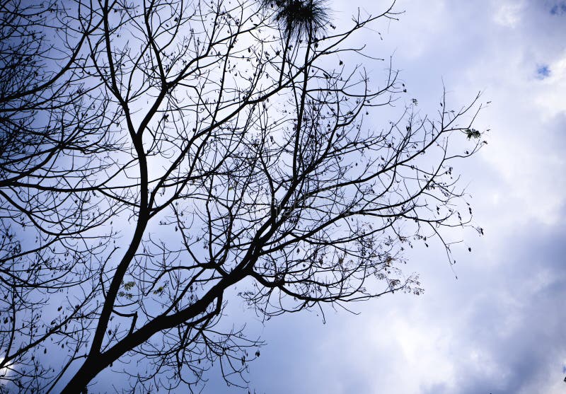 Shadow of Branch Leaves on Textured Wall Background.for Decoration ...