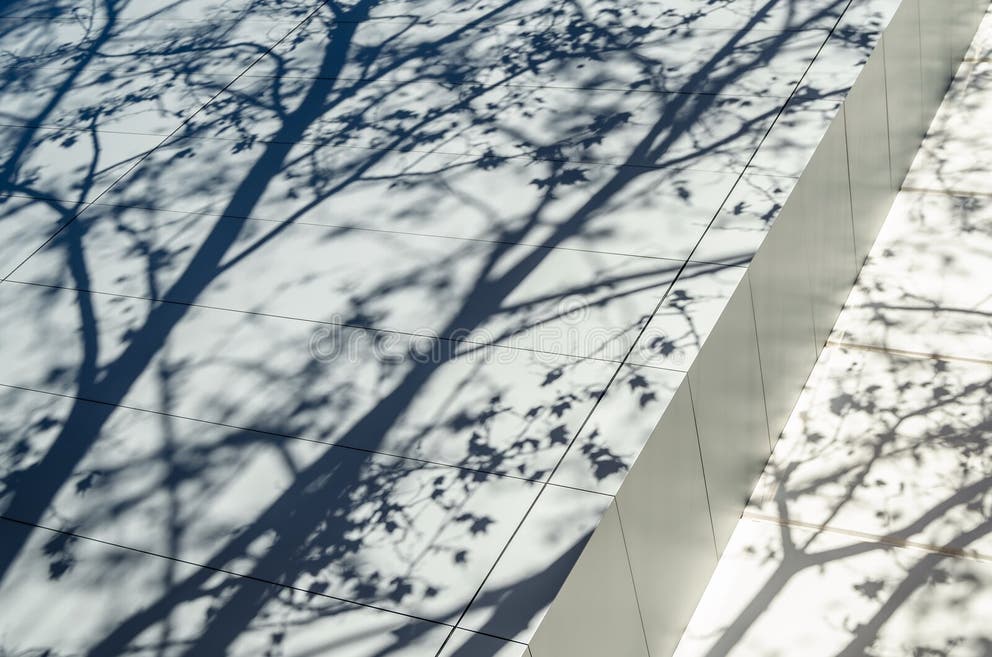 Shadow of Branches on a Building Facade Stock Photo - Image of pattern ...