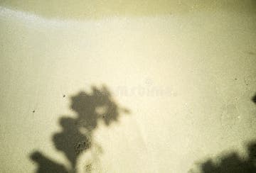 Top View Terminalia Catappa Stock Photos - Free & Royalty-Free Stock ...