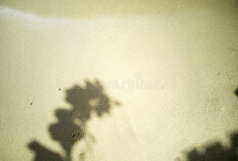 Top View Terminalia Catappa Stock Photos - Free & Royalty-Free Stock ...