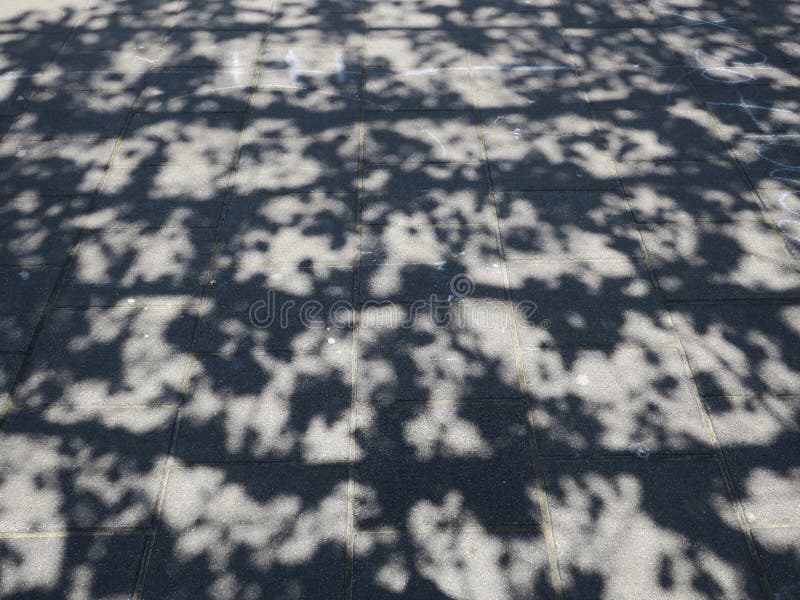 Tree and sidewalk. stock photo. Image of natural, colour - 3470376
