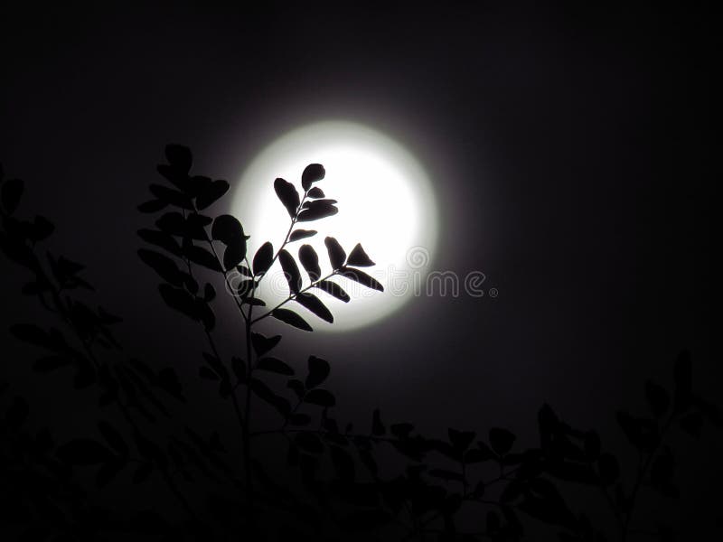 Shadow of the Branches in the Moon on the Full Moon Night. Abstract ...