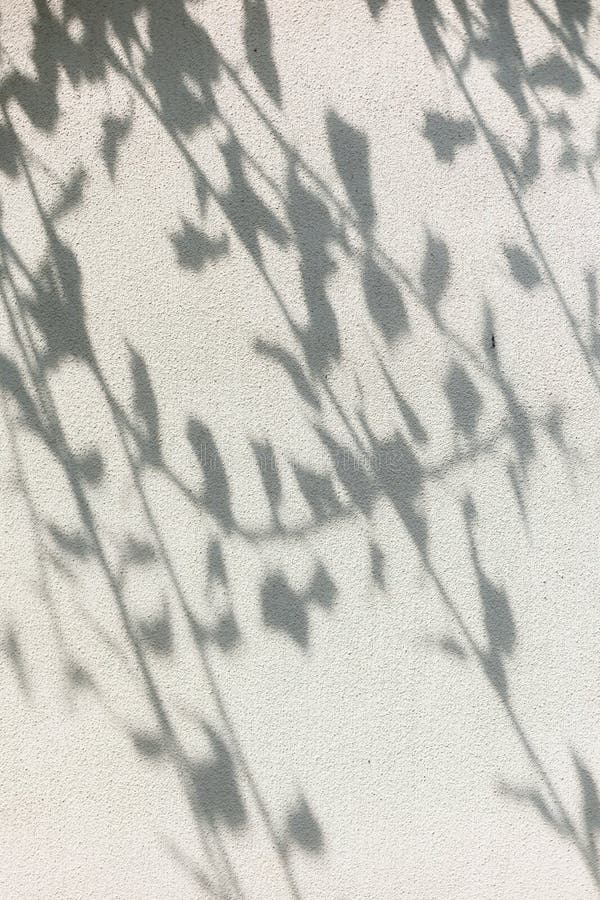 Shadow of Branches on the Wall. Transparent Soft Light and Shadows from ...