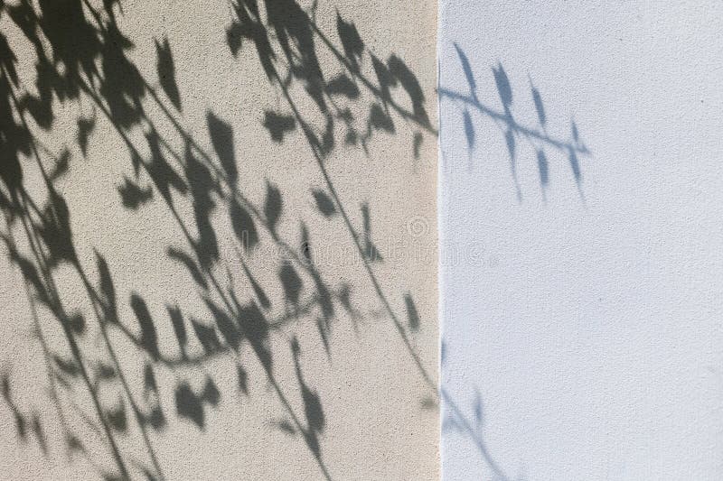 Shadow of Branches on the Wall. Transparent Soft Light and Shadows from ...