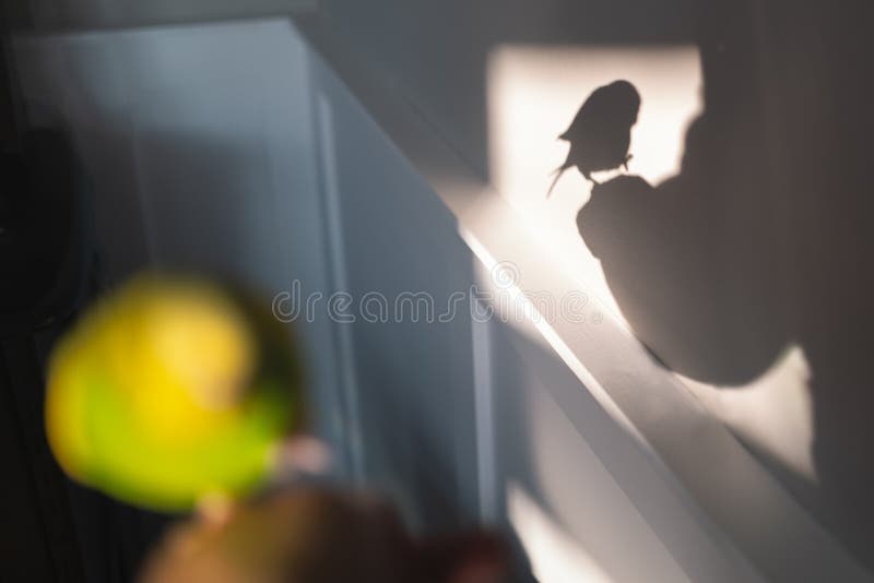Shadow of a Budgerigar Parakeet Raising Its for Whilst Sitting on the ...