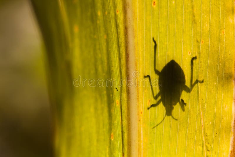 Shadow of a bug on leaf stock image. Image of nature - 143368253