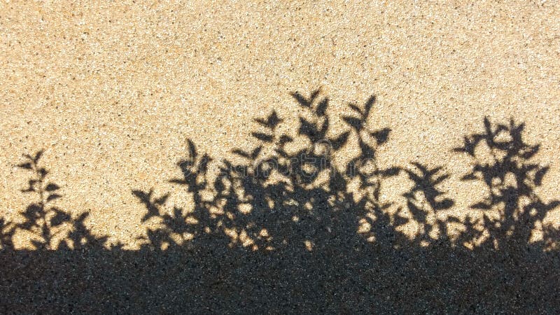 Shadow of Bush on the Gravel Ground Stock Photo - Image of modern ...