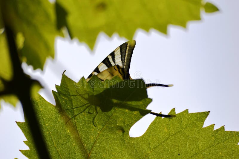 Shadow of a Butterfly on a Leaf Stock Photo - Image of butterfly, tree ...