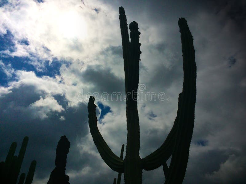 The Shadow of Cactus stock photo. Image of azul, sombra - 91286526