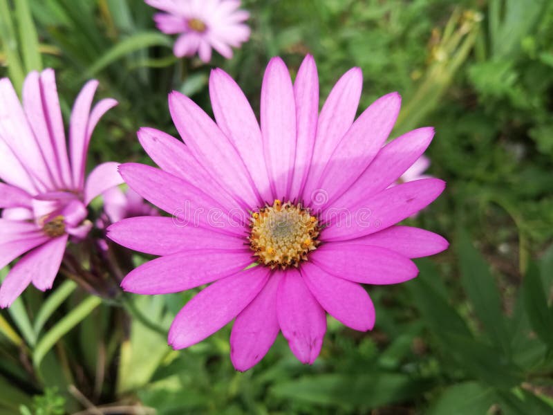 Shadow Cast Over Purple Flower Stock Photo - Image of pink, herb: 200012690