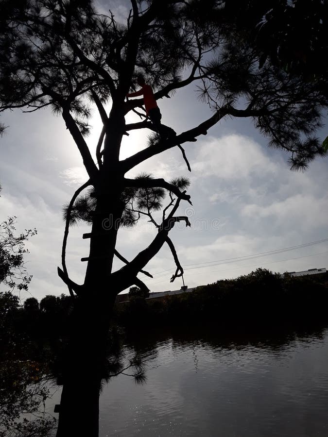 Shadow Cast from Tree in Early Morning Stock Photo - Image of pine ...