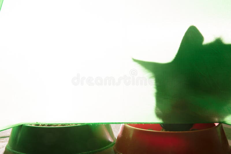 Shadow of a Cat on a Green Background Stock Photo - Image of background ...