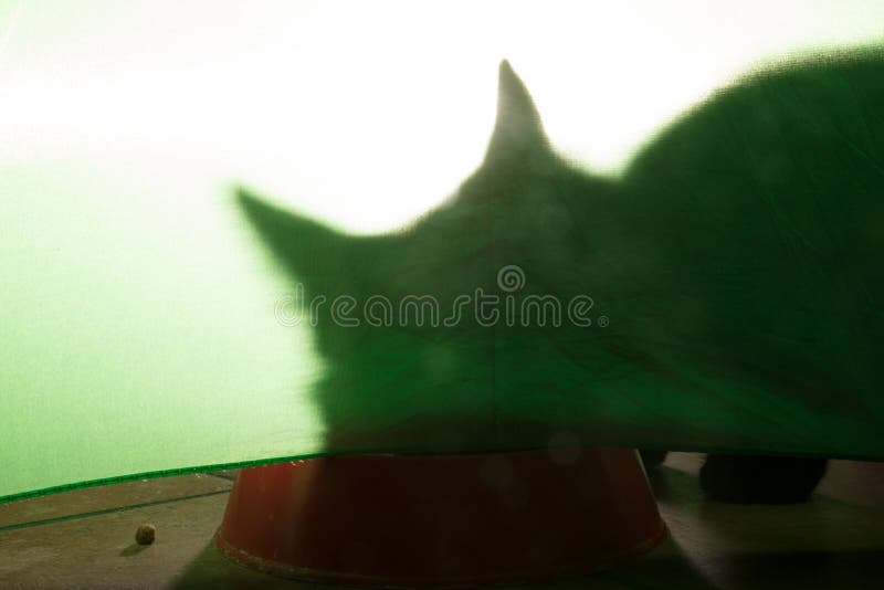 Shadow of a Cat on a Green Background Stock Image - Image of adorable ...