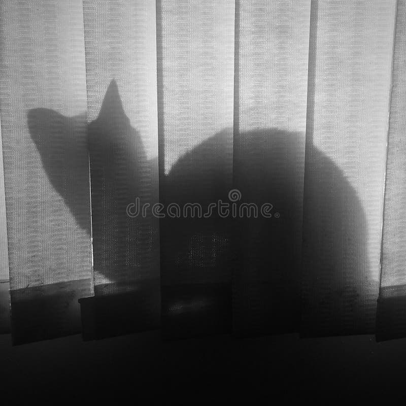 Shadow cat stock image. Image of animal, shadow, sits - 84896701