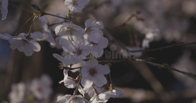 Shadow Cherry Blossom in Spring Daytime Closeup Stock Video - Video of ...