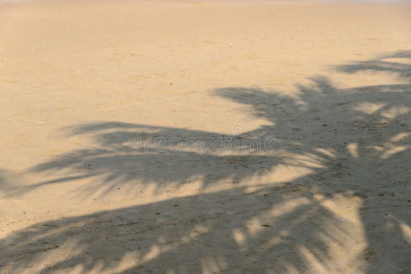 Shadow of Coconut Leaf on Tropical Beach Stock Photo - Image of shade ...