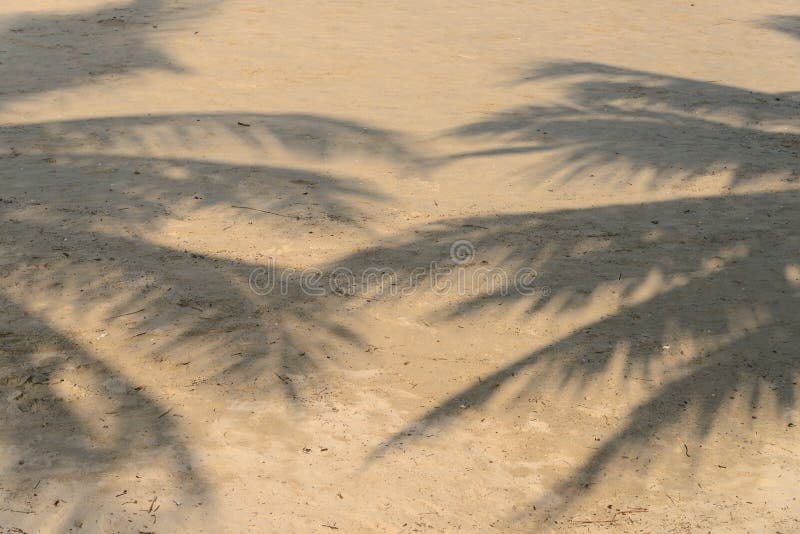 Shadow of Coconut Leaf on Tropical Beach Stock Photo - Image of shade ...