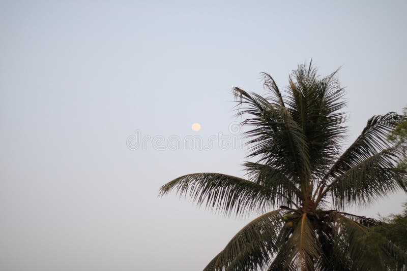 Shadow Of Coconut Tree At The Beach Stock Image - Image of caribbean ...