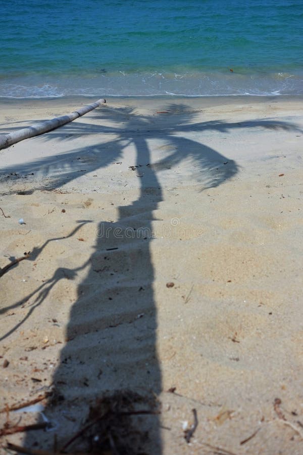 The Shadow of Coconut Trees Stock Image - Image of natural, leisure ...