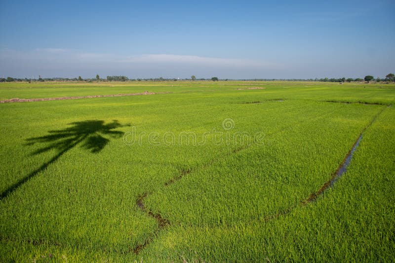 Shadow of Coconut Tree Casting on Green Rice Field Stock Image - Image ...