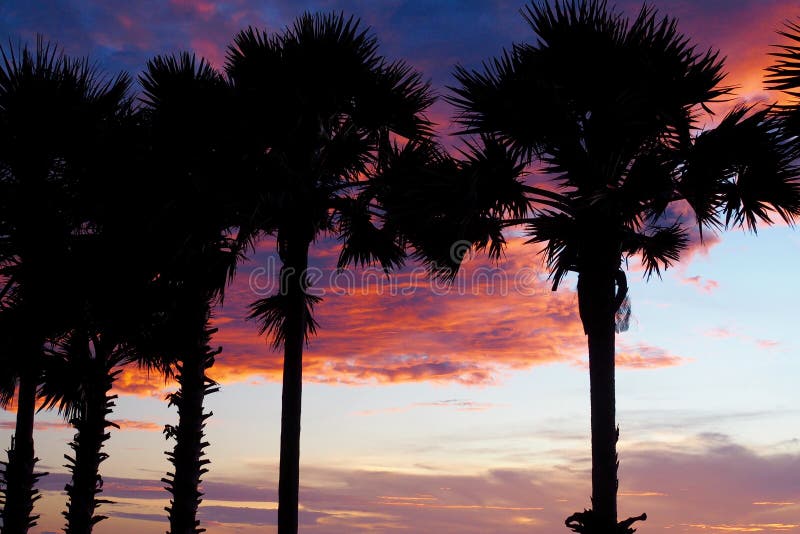 The Shadow of Coconut Trees Stock Image - Image of natural, leisure ...