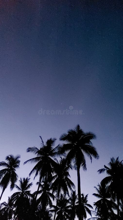 The Shadow of a Coconut Tree at Nightfall Stock Image - Image of black ...