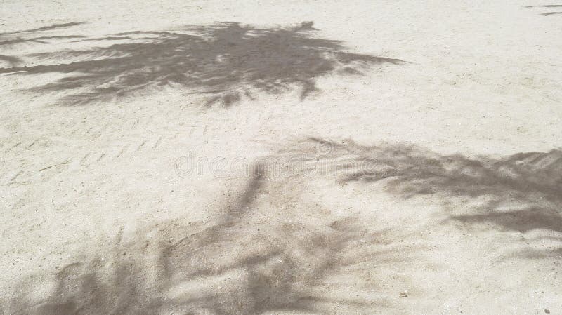 Shadow of Coconut Trees on the Beach Stock Image - Image of background ...