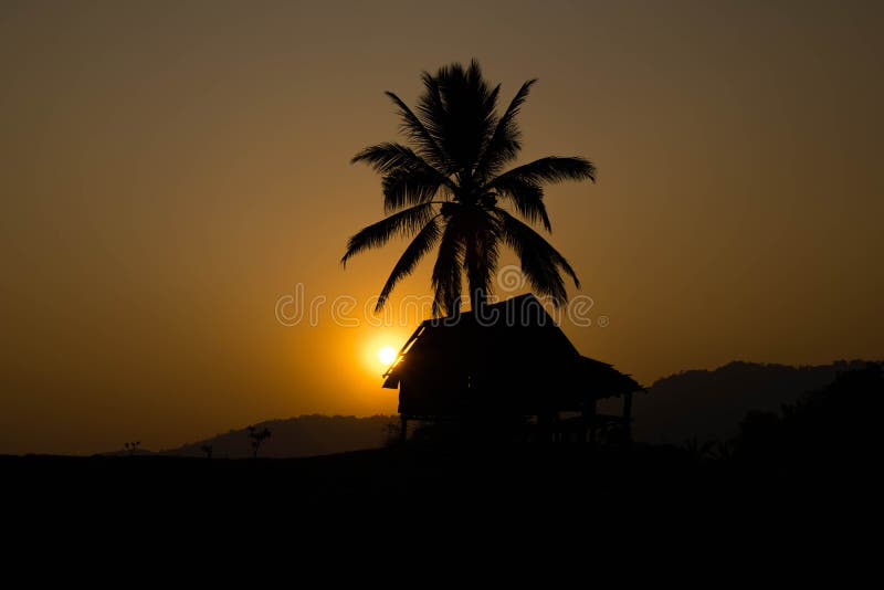 The Shadow of Coconut Trees Stock Image - Image of natural, leisure ...