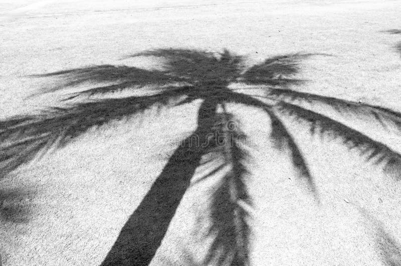 The Shadow of the Coconut Trees on the Lawn. Black and White Color ...