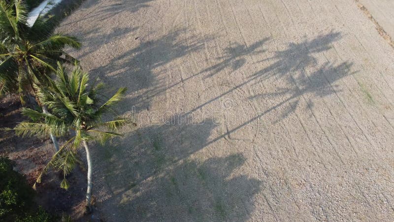 Shadow Coconut Trees in Soil Stock Video - Video of beauty, jungle ...