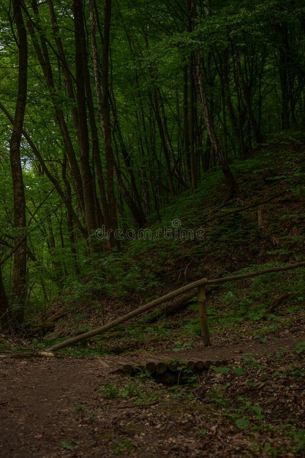 Shadow Common Forest Landscape Vertical Photography with Trees and ...