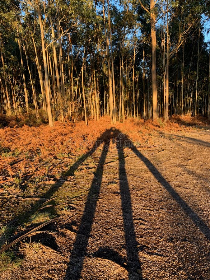 Shadow with Couple Hiking in the Forest Stock Photo - Image of autumn ...