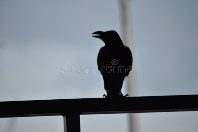 Shadow of the crow stock photo. Image of clock, cloudy - 141677680