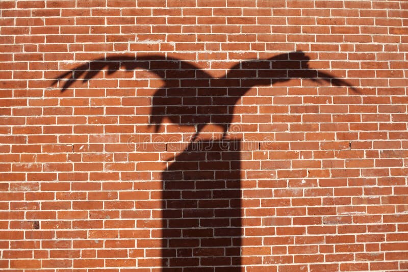 Shadow of a crow stock photo. Image of edgar, wall, raven - 79665626