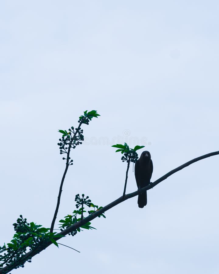 A Shadow of a Crow Sitting in a Tree Branch Stock Image - Image of wild ...