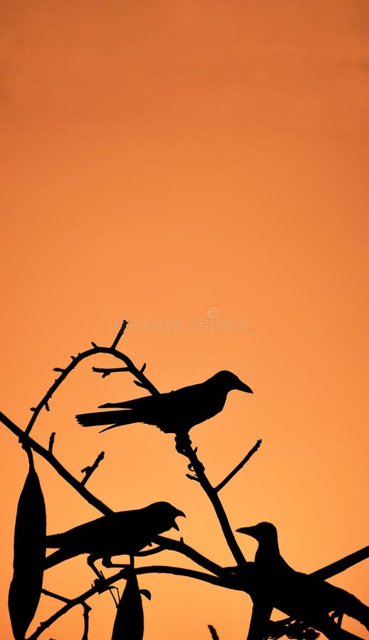 A Shadow of a Crows Sitting in a Tree Branch Stock Photo - Image of ...