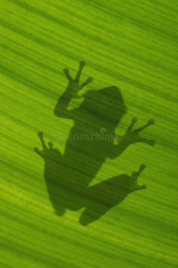 Frog Shadow stock photo. Image of animal, webfoot, tree - 14422348