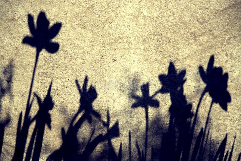 The Shadow of a Daffodil Flower on the Wall, on the Pavement. Stock ...