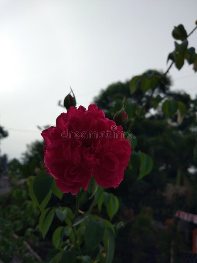 Dark bloom rose flower stock photo. Image of dark, bloom - 111730232